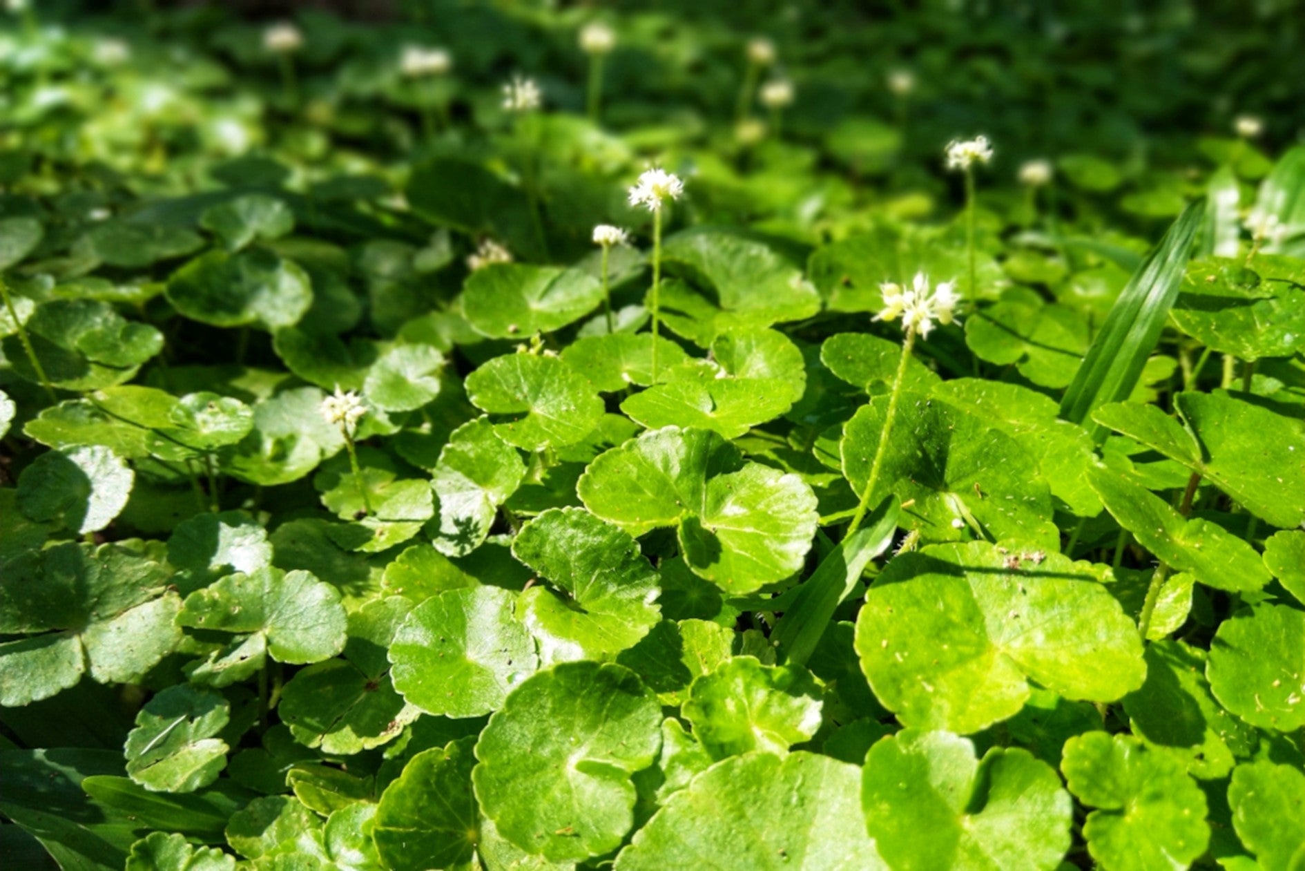 Gotu Kola - an Ayurvedic plant with a 2000-year history – QIDOSHA